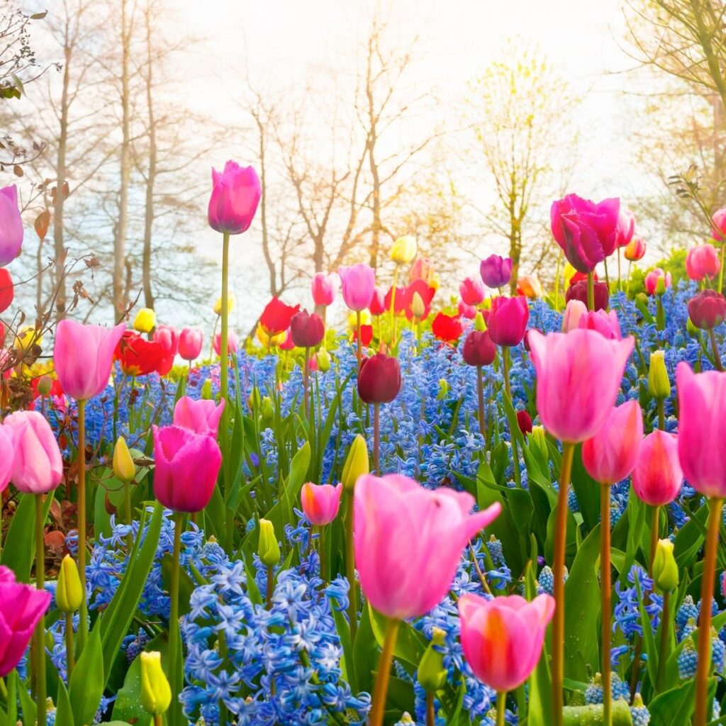 Grocery Store – Learn How to Sign